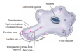 Protozoan Locomotion: Cilia, Flagella and Pseudopodia - EazyBio