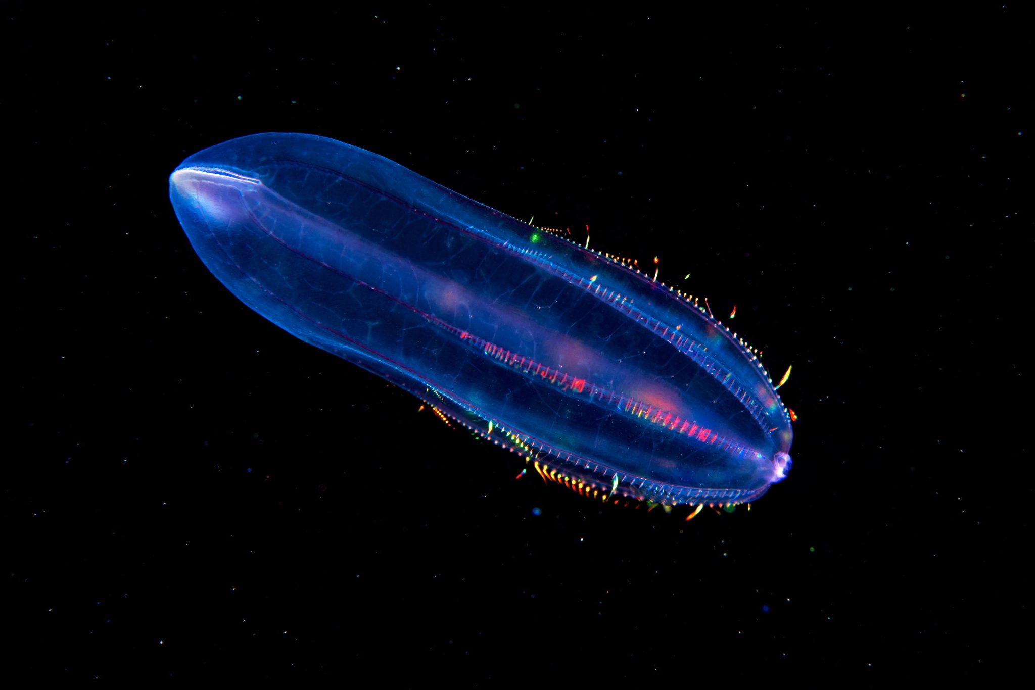 Phylum Ctenophora: The Sea Walnuts - EazyBio