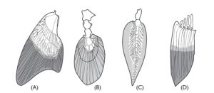 Structure of Fish: Body Shape, Scale and Fins - EazyBio