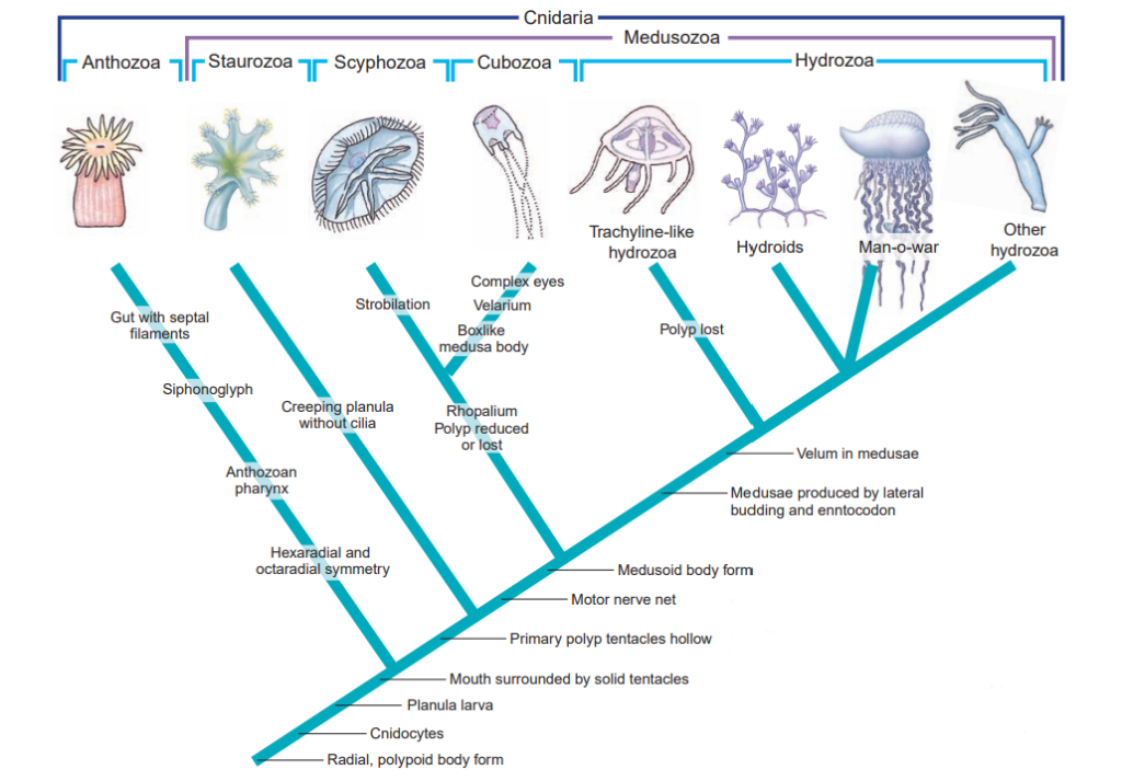 Phylum Cnidaria: The Flower of the Sea - EazyBio