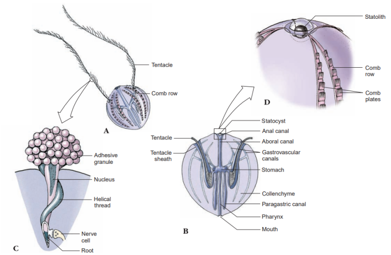 Pleurobrachia: A Representative Ctenophore - EazyBio: Educate, Elevate ...