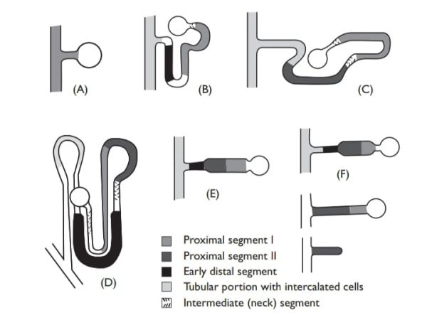 The Kidney of Fishes - EazyBio