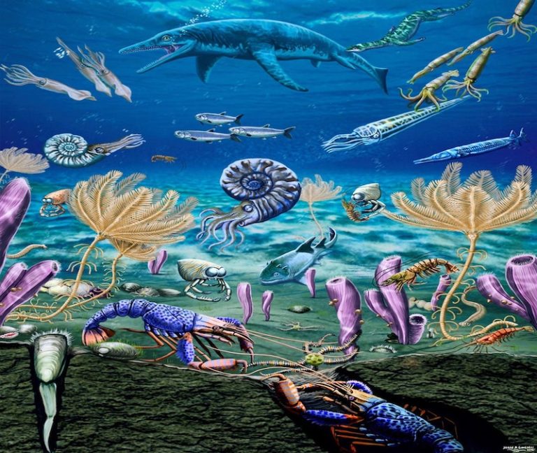 Phylum Mesozoa - EazyBio
