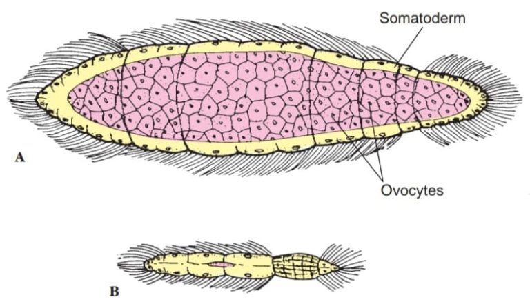 Phylum Mesozoa - EazyBio