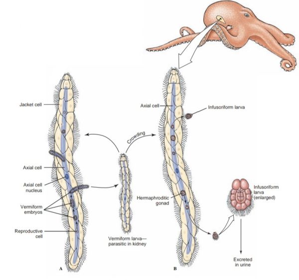 Phylum Mesozoa - EazyBio