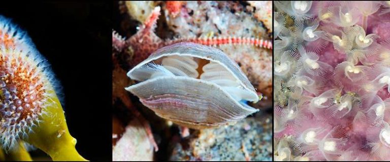 Lophophorates: An Introduction - EazyBio