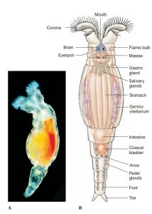 Phylum Rotifera: External and Internal Feature - EazyBio