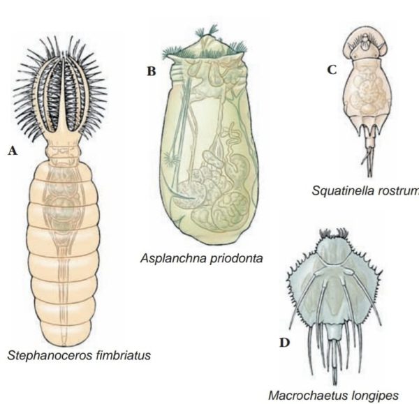 Phylum Rotifera: External and Internal Feature - EazyBio