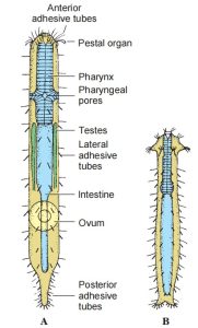 Phylum Gastrotricha - EazyBio