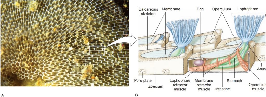 Lophophorates: An Introduction - EazyBio