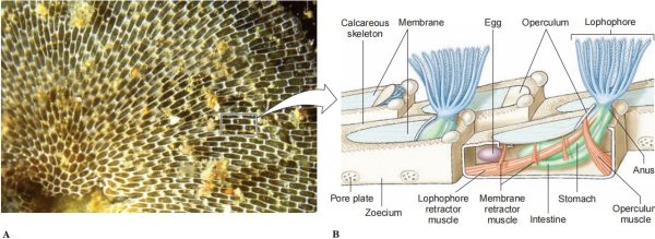Phylum Ectoprocta (Bryozoa) - EazyBio