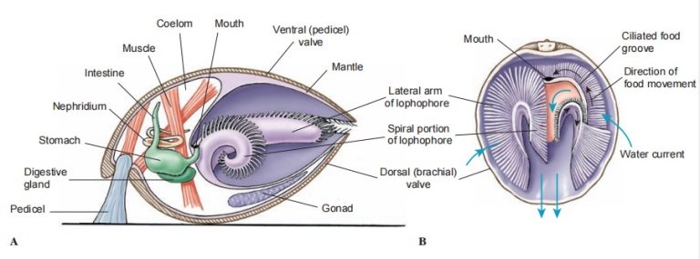 Phylum Brachiopoda and Phylum Phoronida - EazyBio