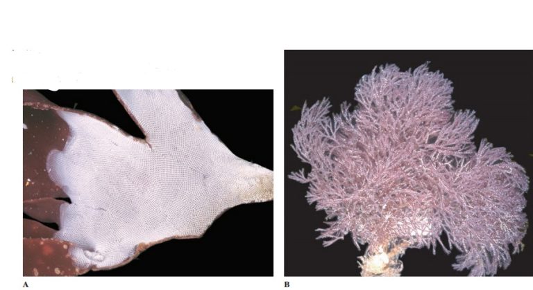Phylum Ectoprocta (Bryozoa) - EazyBio