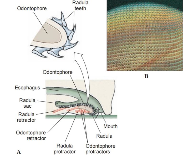 Molluscs: Form and Function - EazyBio