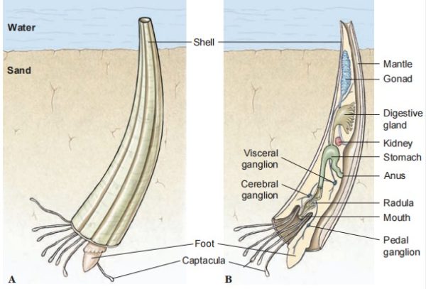 Classes of Molluscs: Polyplacophora, Scaphopoda - EazyBio