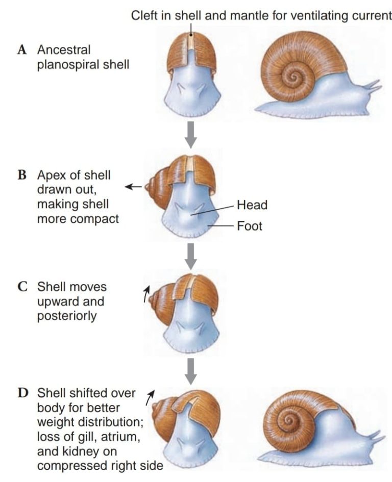 Gastropoda: Torsion and Coiling - EazyBio: Educate, Elevate, Empower