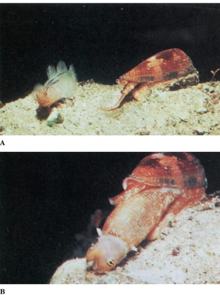 Gastropoda: Feeding Habits - EazyBio