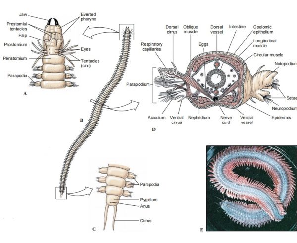 Representative Polychaetes: Common Worms - EazyBio