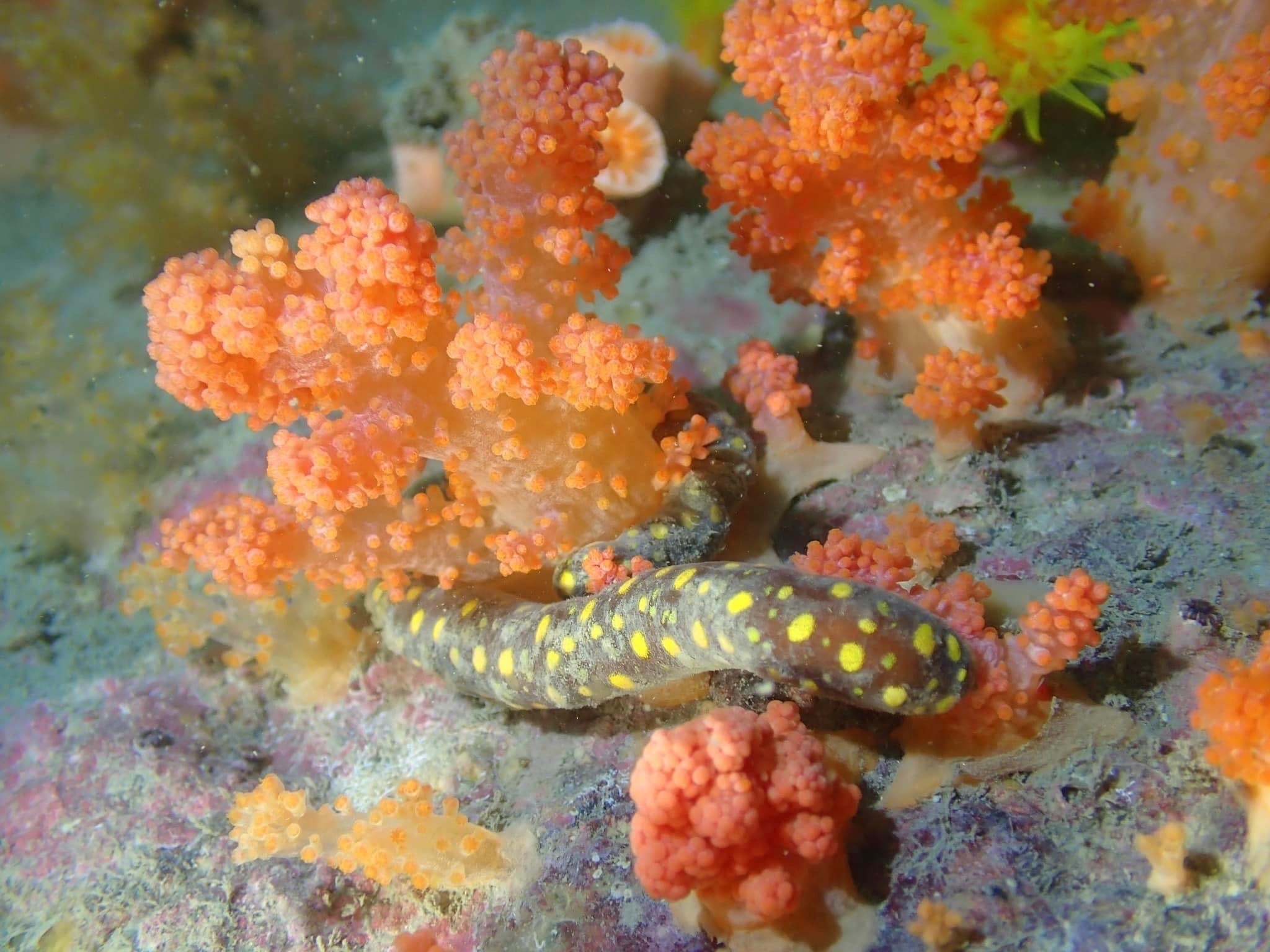 Classes of Molluscs: Caudofoveata, Solenogastres - EazyBio