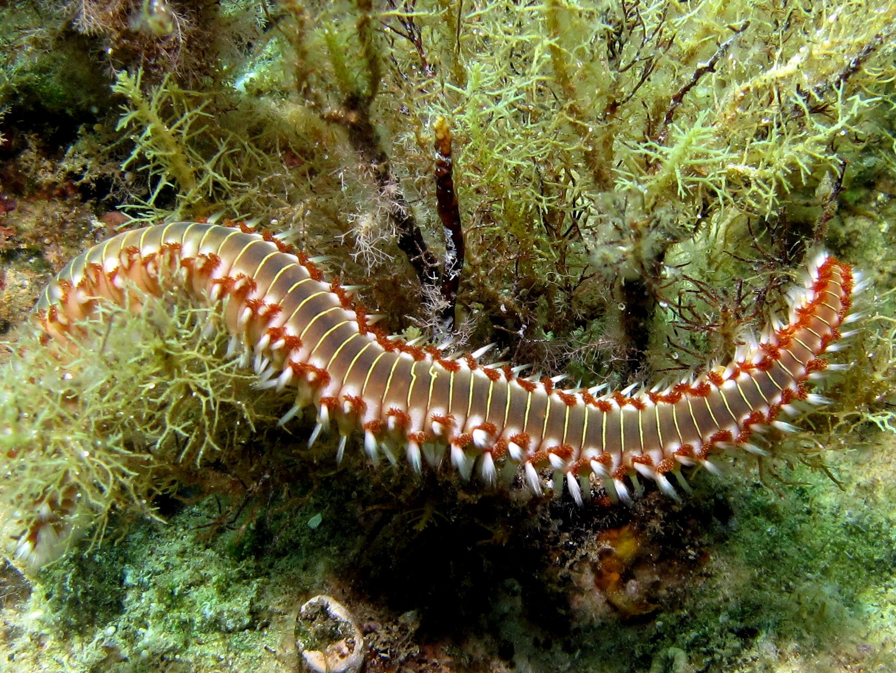 Representative Polychaetes: Common Worms - EazyBio