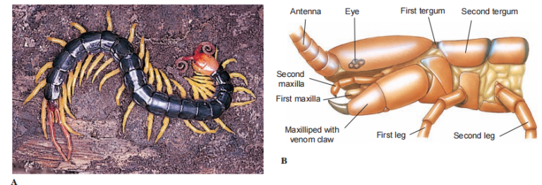 Subphylum Myriapoda - EazyBio