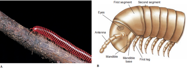Subphylum Myriapoda - EazyBio