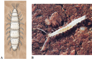 Subphylum Myriapoda - EazyBio